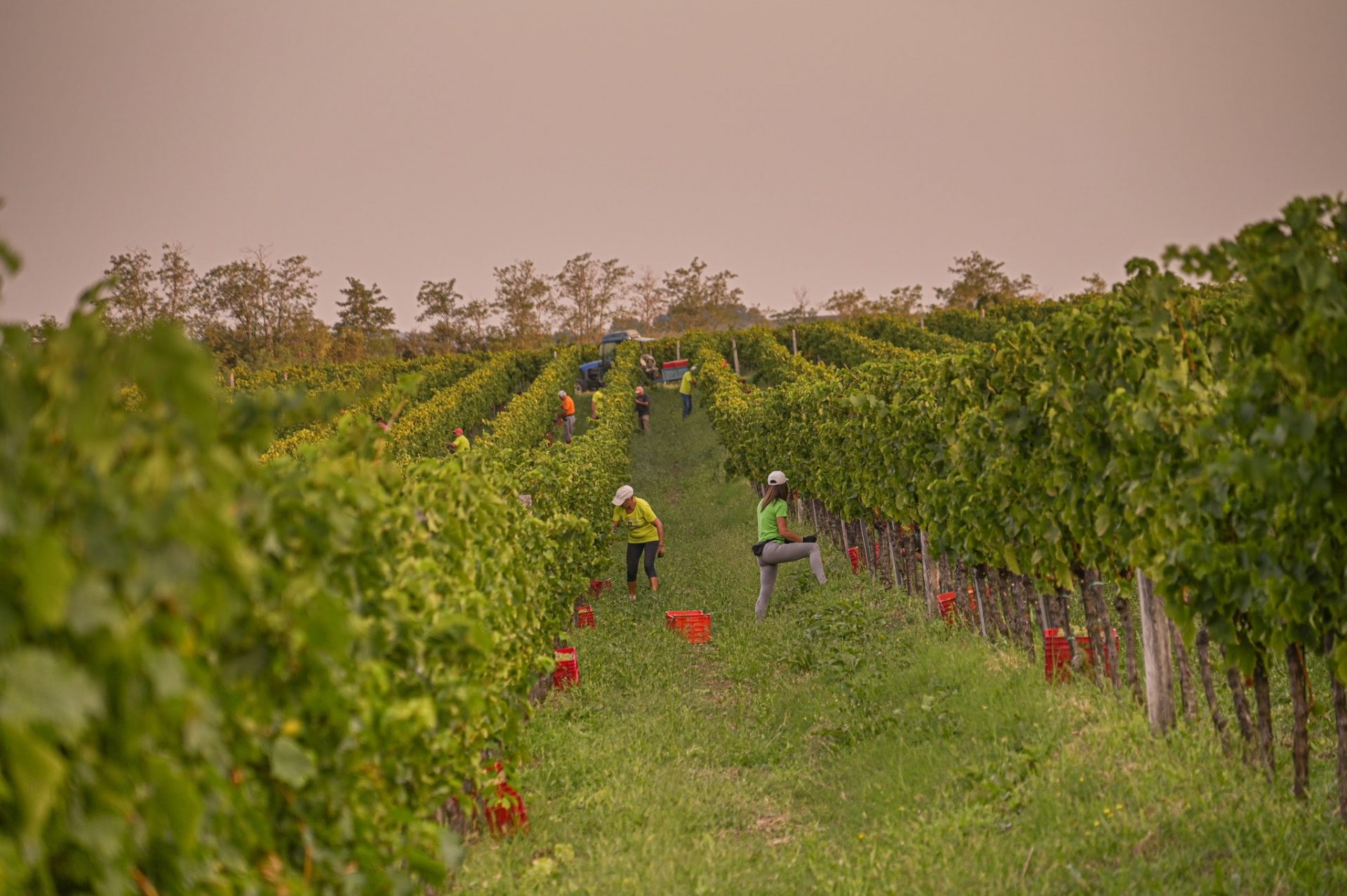 Kozlovic Winery - Luxury Lifestyle Awards